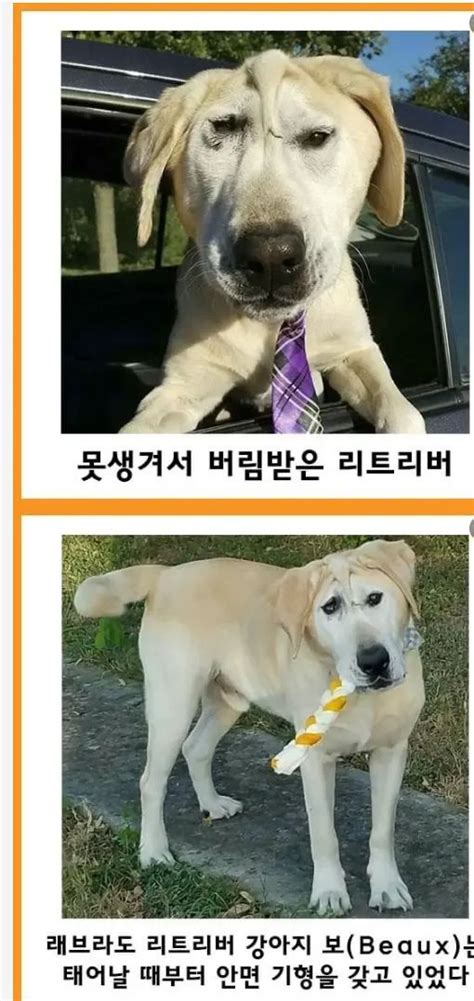 못생겨서 버림받은 리트리버 2023 래브라도 리트리버 유머 웃긴 밈