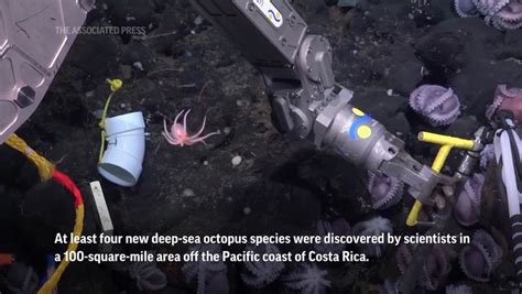 National Post Scientists Discover Four New Deep Sea Octopus Species