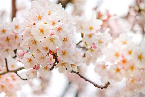 満開に近づく桜の花｜ぱくたそフリー素材