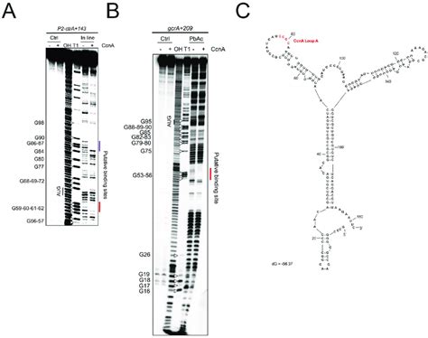 Ccna Interacts Directly In Vitro With The 5 0 Utr Of P2 Ctra Mrna And 5