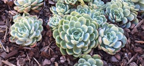 Acaulescent The Daily Garden