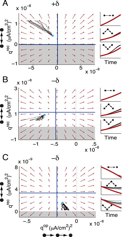 plasticity of recurrent loops and open chains with balanced stdp a c
