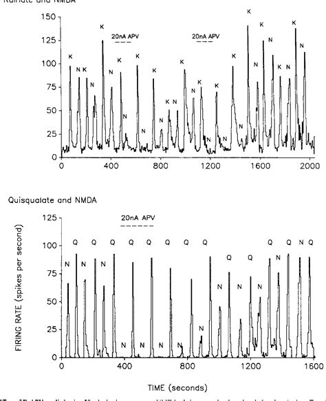 Figure 1 From The Location And Function Of Nmda Receptors In Cat And Kitten Visual Cortex