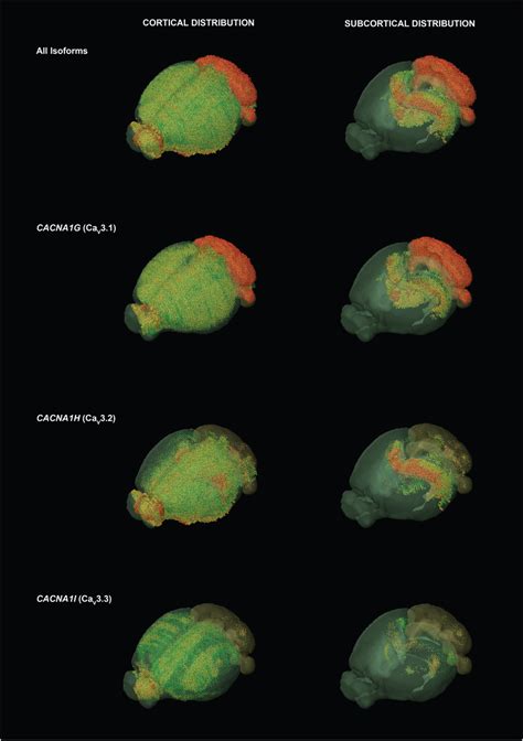 gene expression patterns of ttccs in mouse brain three‐dimensional