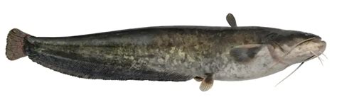 17 Different Types Of Catfish Pictures Facts And Guide Golden Spike Company