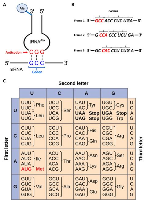 Which Of The Following Molecular Structures Contains Codons