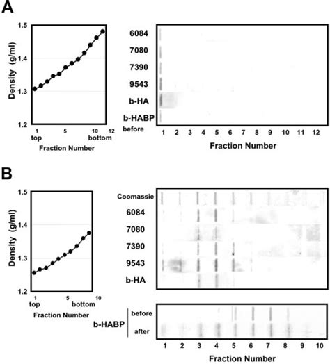Cscl Density Gradient Centrifugation Of The Void Fraction Of Extracts