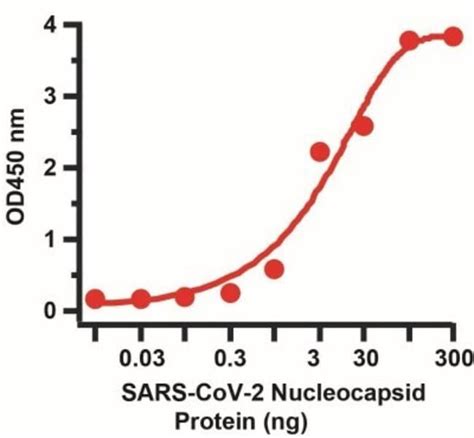Sars Cov 2 Nucleocapsid Mouse Anti Sars Cov 2 Clone 3865 Novus