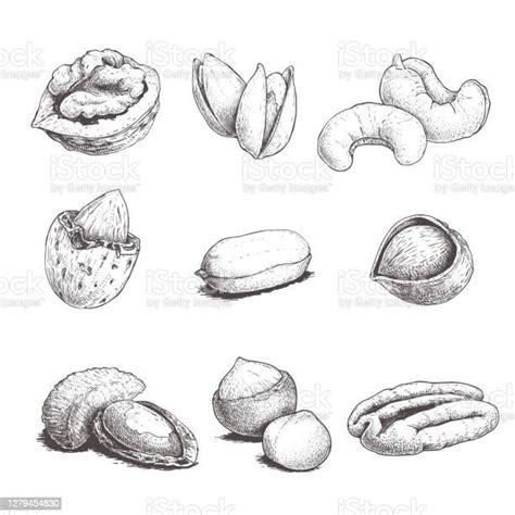 다른 견과류 세트 스케치 스타일 손으로 그린 너트 껍질을 벗기고 간단히 말다 호두 피스타치오 캐슈 아몬드 땅콩 헤이즐넛 브라질