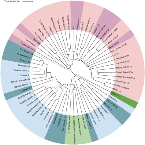 UPGMA Cluster Phenogram Showing The Genetic Relationship Among 65 Download Scientific Diagram