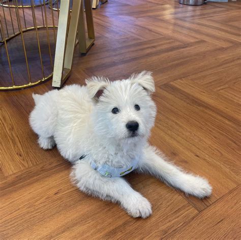 믹스견 젤리 화이트유기묘분양사이트 실버포메라니안분양 실버말티푸분양 실버푸들분양 실버먼치킨분양 실버랙돌분양 실버브리티쉬숏헤어분양 실버스코티쉬폴드분양 실버러시안블루분양 실버