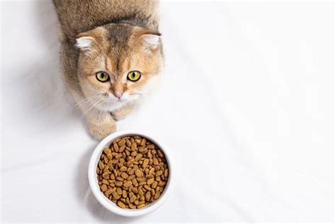 Ways To Help Your Cat Lose Weight