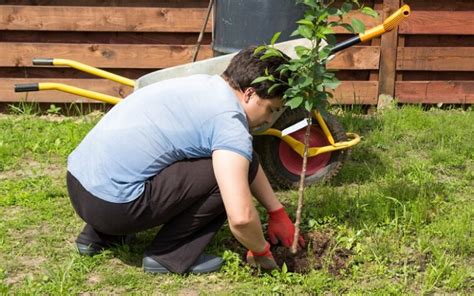 Как посадить ВИШНЮ весной осенью схема и правила посадки вишни Почва нет