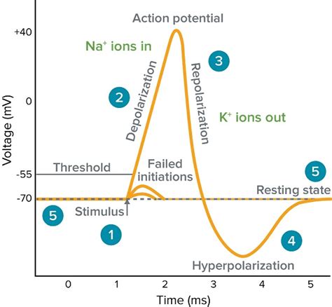 Repolarization And Depolarization