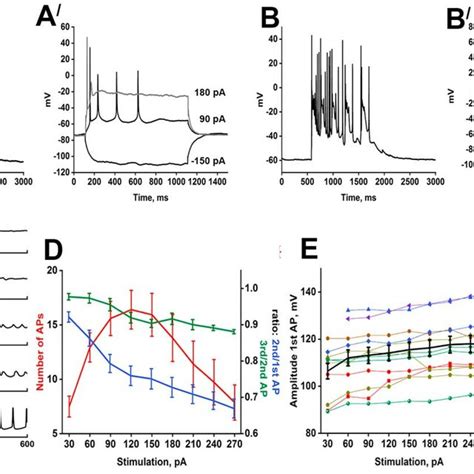 A The Effect Of Membrane Potential Depolarization On Pds Structure Download Scientific