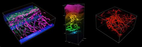 3d Imaging Applications Nikon Bioimaging Lab Europe Nikon