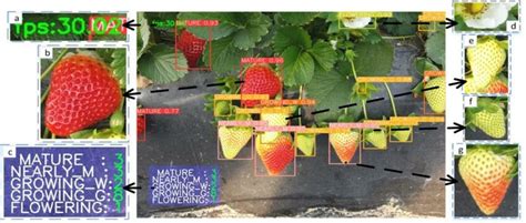 Real Time Detection Effect Map Download Scientific Diagram