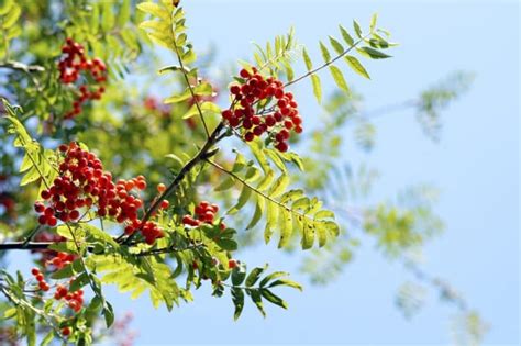 Rowan Tree Meaning And Symbolism Protection Freedom