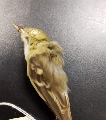 Bird Lab 2a Bird Lab 2 Lab 3 Birds Class Lab 1 Wfs 445 Flashcards Quizlet