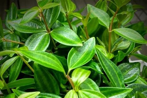7 Trailing Peperomia Varieties With Pictures And Care Guides