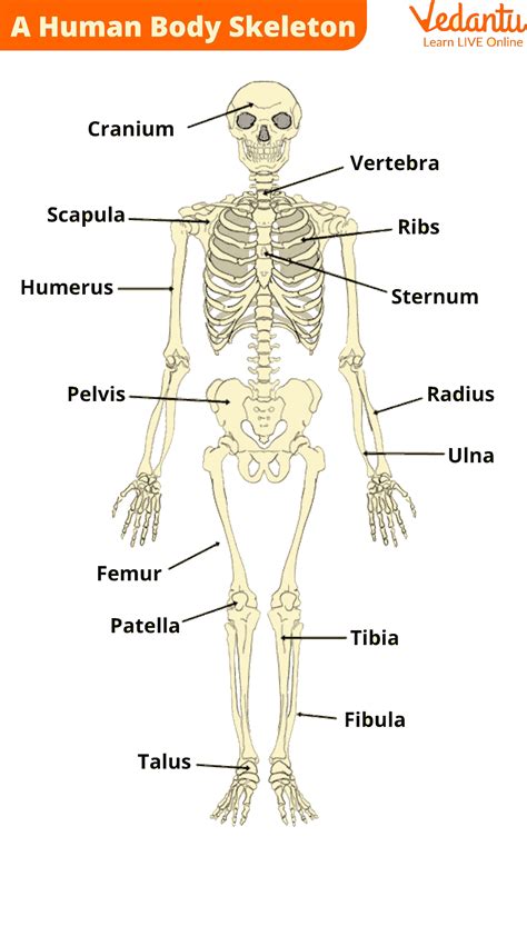 Human Skeletal System Functions Parts And Labeled Diagram