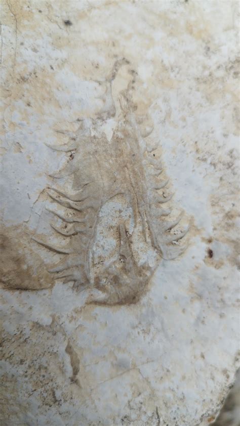 Help Needed R Paleontology