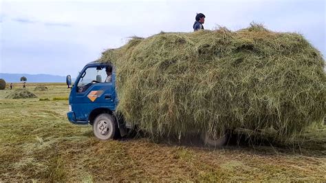 Ховд аймагт хадлан тэжээл бэлтгэх ажил 54 1 хувьтай явагдаж байна