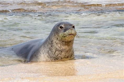 Interesting Facts About The Hawaiian Monk Seal Detroit Chinatown