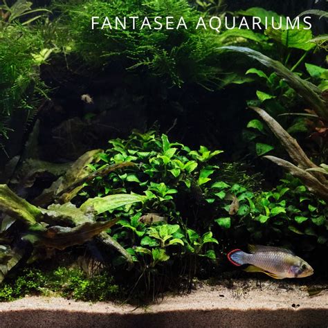 10 Colorful Types Of Apistogramma Dwarf Cichlids For Your Tank Maryland Aquarium Design