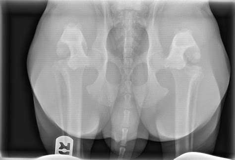 Cornell Road Veterinary Clinic Pennhip Evaluation