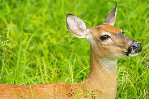 8 000 Free Jane Doe And Doe Images Pixabay