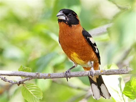 Grosbeak Identification