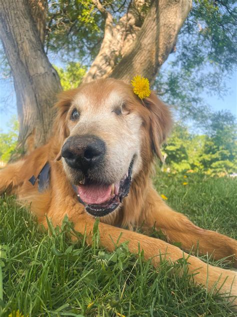 A Tribute For Bailey Boo Bb Posey Caring Pathways