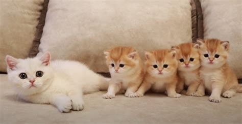 Meet The Kitten Sophie And Her Four Fluffies Brother Aww