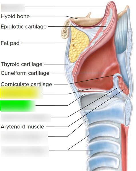 Corniculate Cartilage Dissection