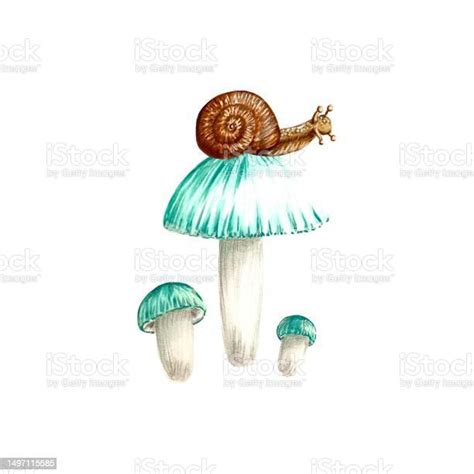 세 개의 Russula 버섯과 달팽이가 흰색에 분리되어 있고 수채화 기법으로 손으로 그린 마커 그림 3가지 개체에 대한 스톡 벡터 아트 및 기타 이미지 Istock