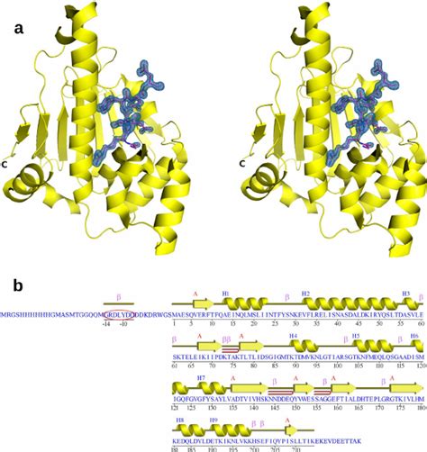 Structure Of Hspd Ntd In Complex With A Heptapeptide Grdlydd A Download Scientific