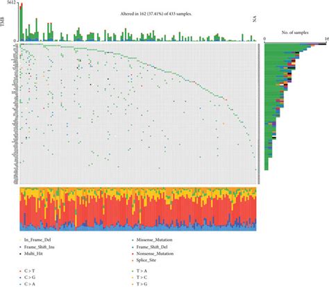 Genetic Mutational Landscape Of Aams In Gc A Expression