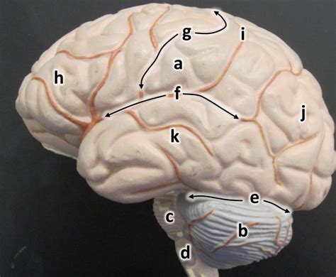 5 Diagram Quizlet