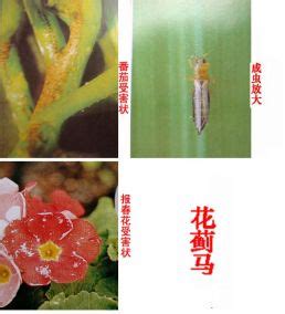 花蓟马百度百科
