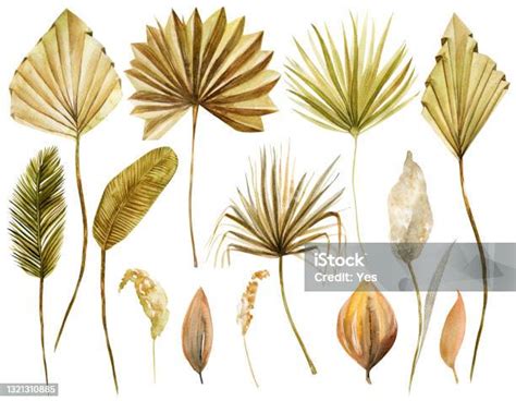 수채화 황금색과 녹색 말린 팬 야자수 잎 팜파 잔디와 이국적인 식물 흰색 배경에 고립 된 일러스트레이션 세트 열대 기후에 대한 스톡 벡터 아트 및 기타 이미지 Istock