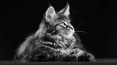 Мейн кун на черном фоне картинки и фото Koshka Top