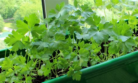 Growing Parsley How To Get Tons Of Leafy Greenery Epic Gardening