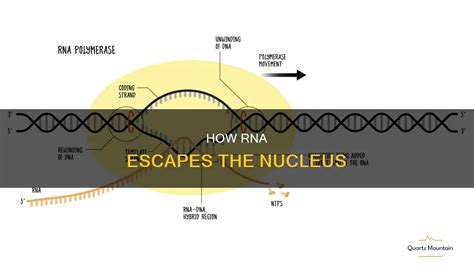 How Rna Escapes The Nucleus Quartzmountain