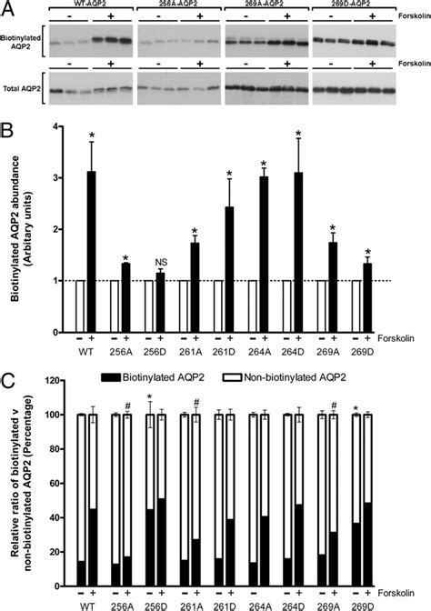Cell Surface Biotinylation Assay Of Mdck Cells Expressing Various Forms Download Scientific
