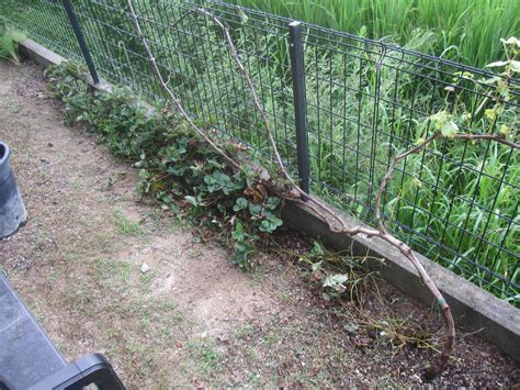 いちごの現在 果物をつくりたい