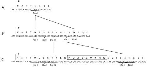 Construction Of Vlcmg4 The Amino Terminal Sequence Of The L Peptide Download Scientific