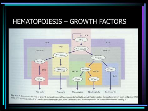 Ppt Hematology Hematopoiesis Powerpoint Presentation Free Download