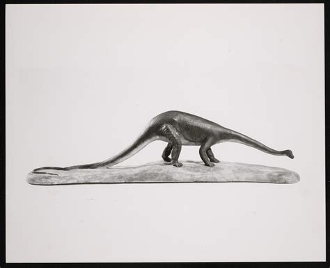 Diplodocus Longus Model Smithsonian Institution