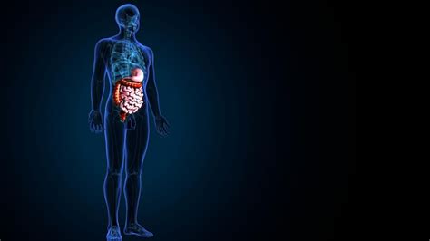 인간의 소화 시스템 해부학 3d 그림 프리미엄 사진